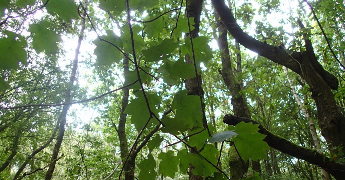 Nieuwe factsheets beschikbaar over klimaatslimme boomsoorten voor het ...