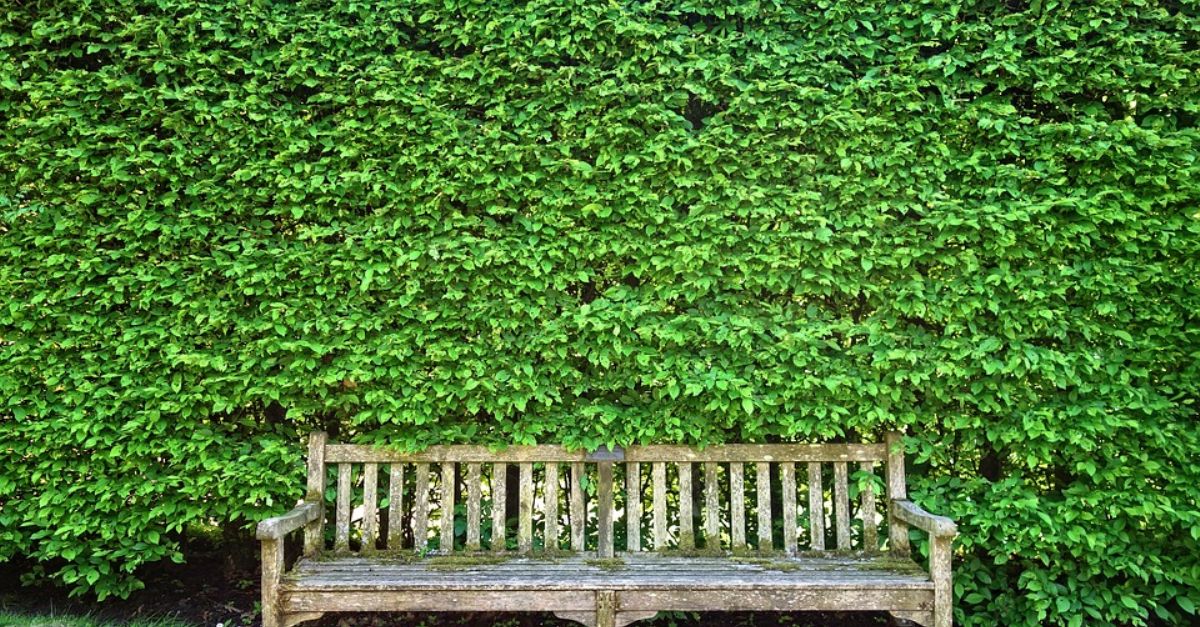De perfecte heg voor uw tuin | Haag&Heg
