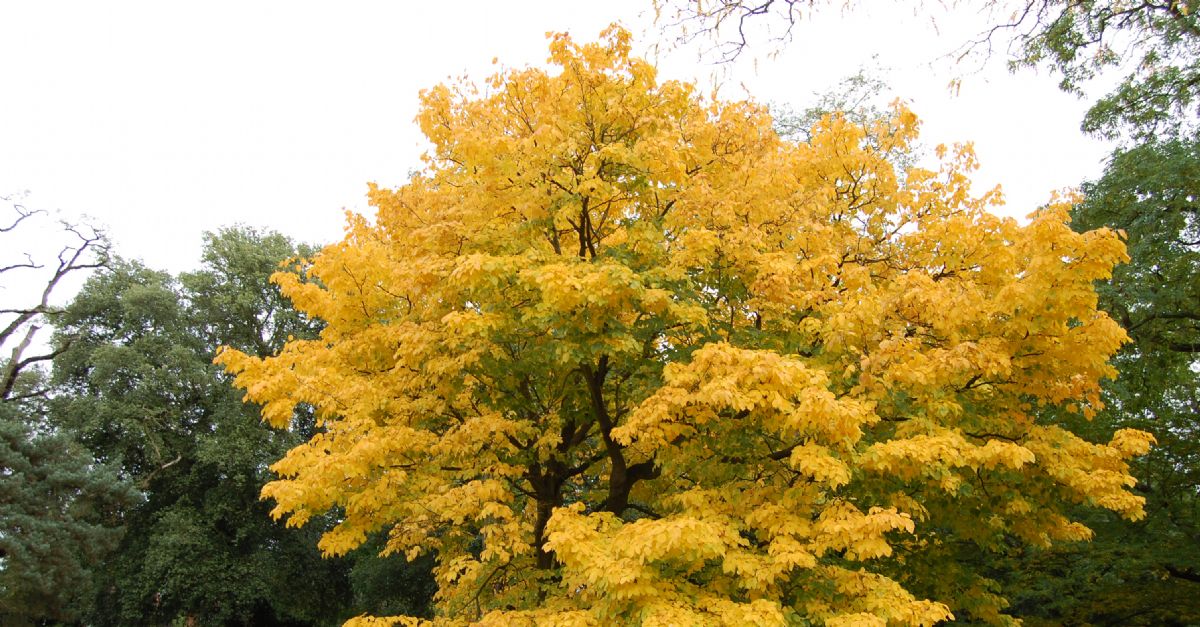 Geelhout, een boom die kleur bekent