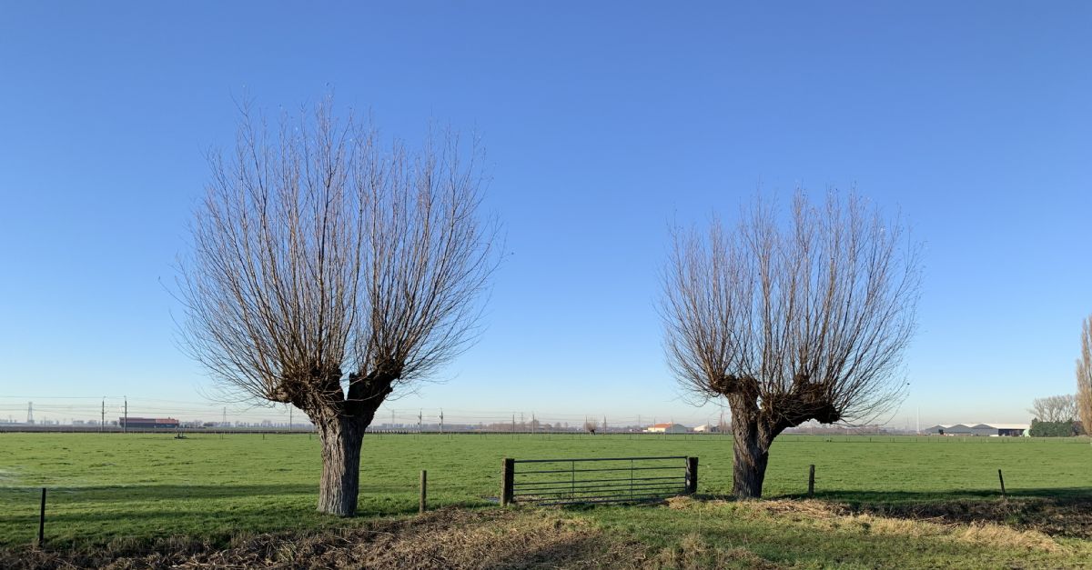 Wilgen aanplanten voor de volgende generatie
