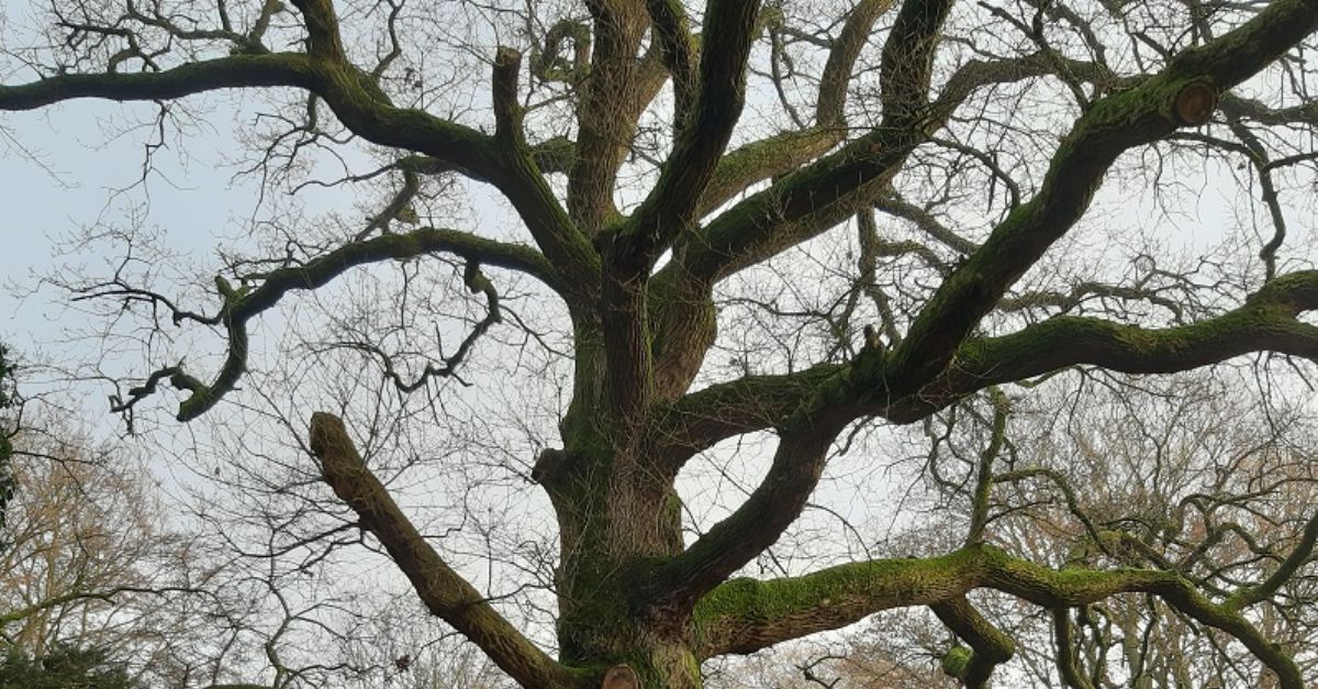 Jouw bijzondere boom maakt kans op gratis levenslange boomzorg. Geef je ...