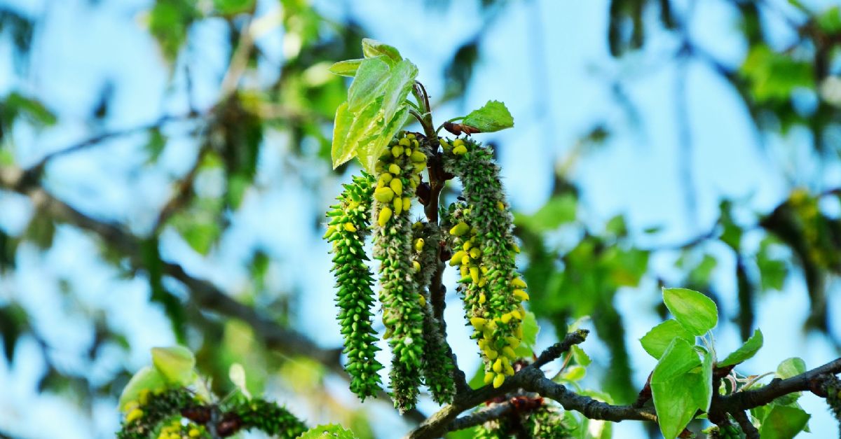 Boomsoorten met rijk strooisel helpen ook verzuurde Veluwse bossen