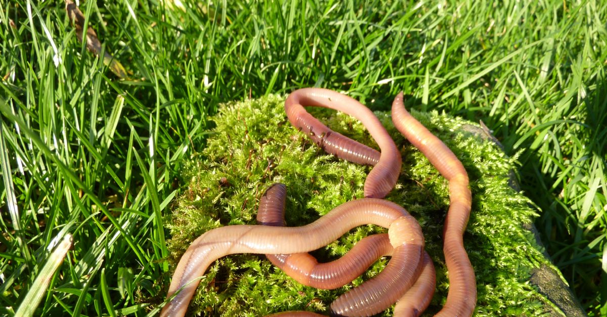 Regenwormen helpen bomen gezond en weerbaar op te groeien
