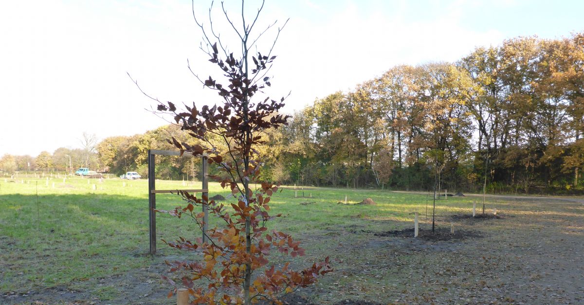 Bomenconsulenten leren kinderen hoe je een boom verzorgt