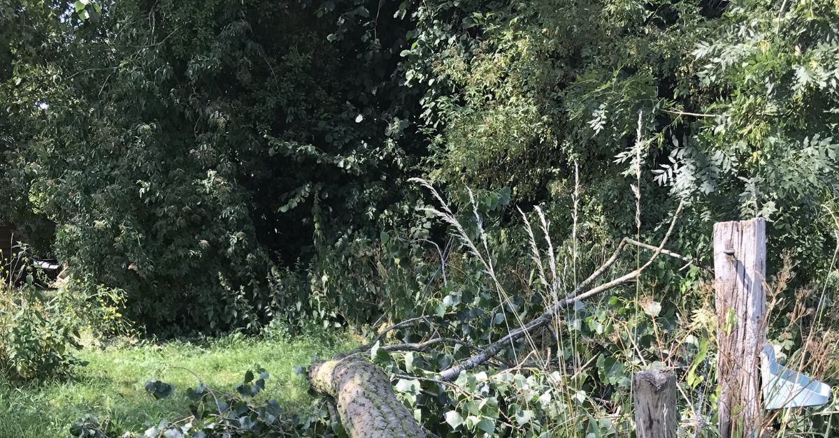 Van Heenvlietlaan in Amsterdam-Zuid geteisterd door Summer Branch Drop
