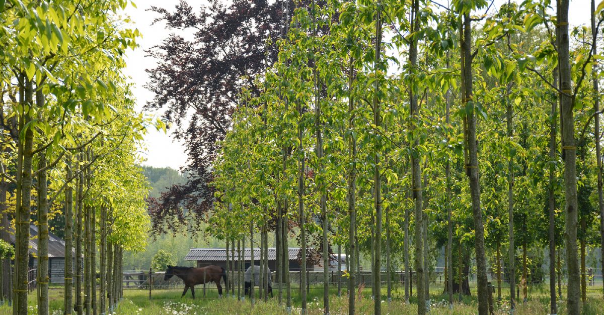 Boom groot, planter aan het werk
