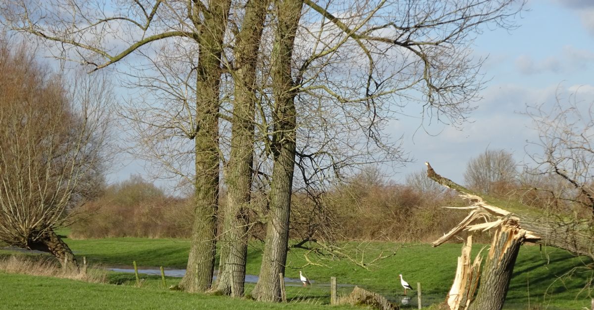 Intensieve introductie Visual Tree Assessment