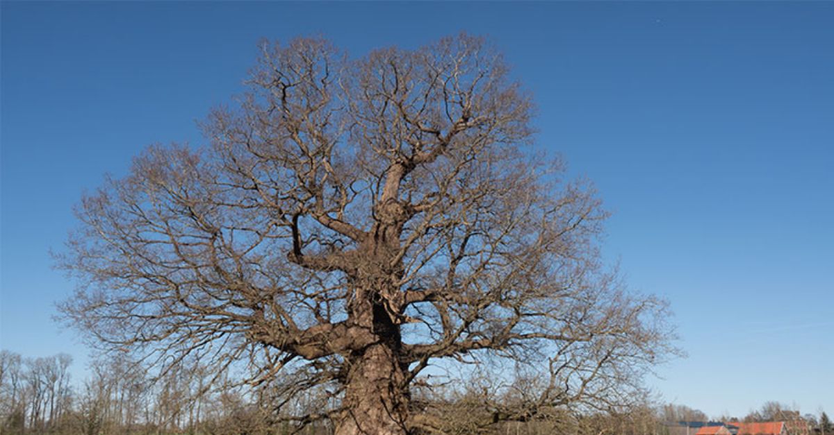 De vijf winnende bomen van de Nationale Bomen Top 50