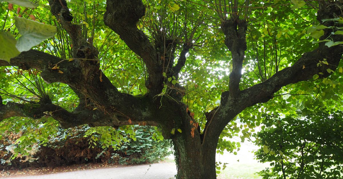 Selectie Nationale Bomen Top 50 biedt inspiratie voor monumentale ...