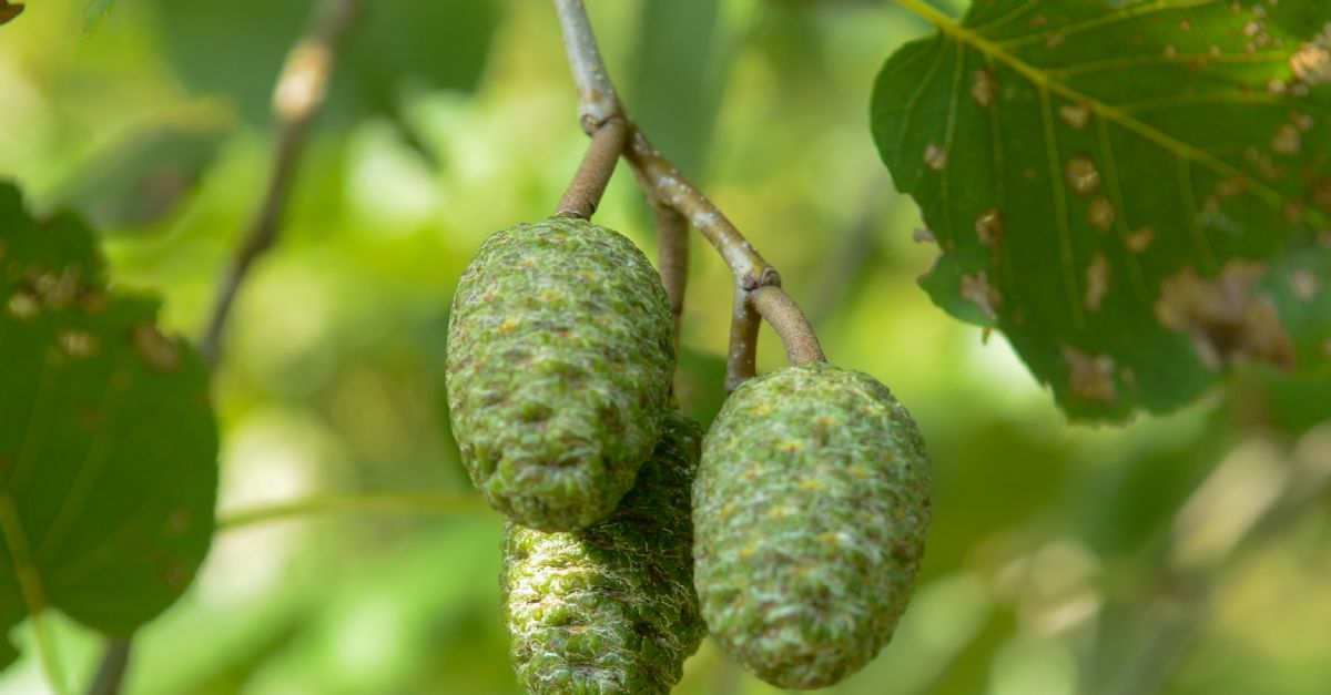BetereBomen: elzen verdienen meer aandacht