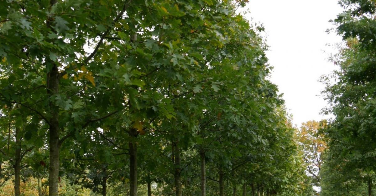 NVWA-Veldgids Invasieve houtige planten in Nederland: bewustwording creeren