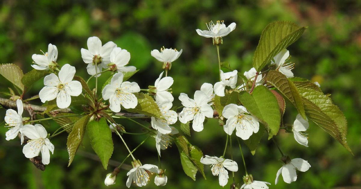 Prunus avium of Prunus avium Plena?
