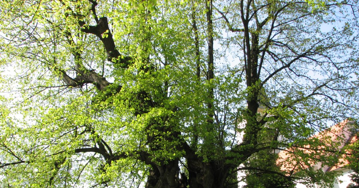 'Oude boom levert evenveel milieudiensten als 400 jonge bomen bij elkaar'