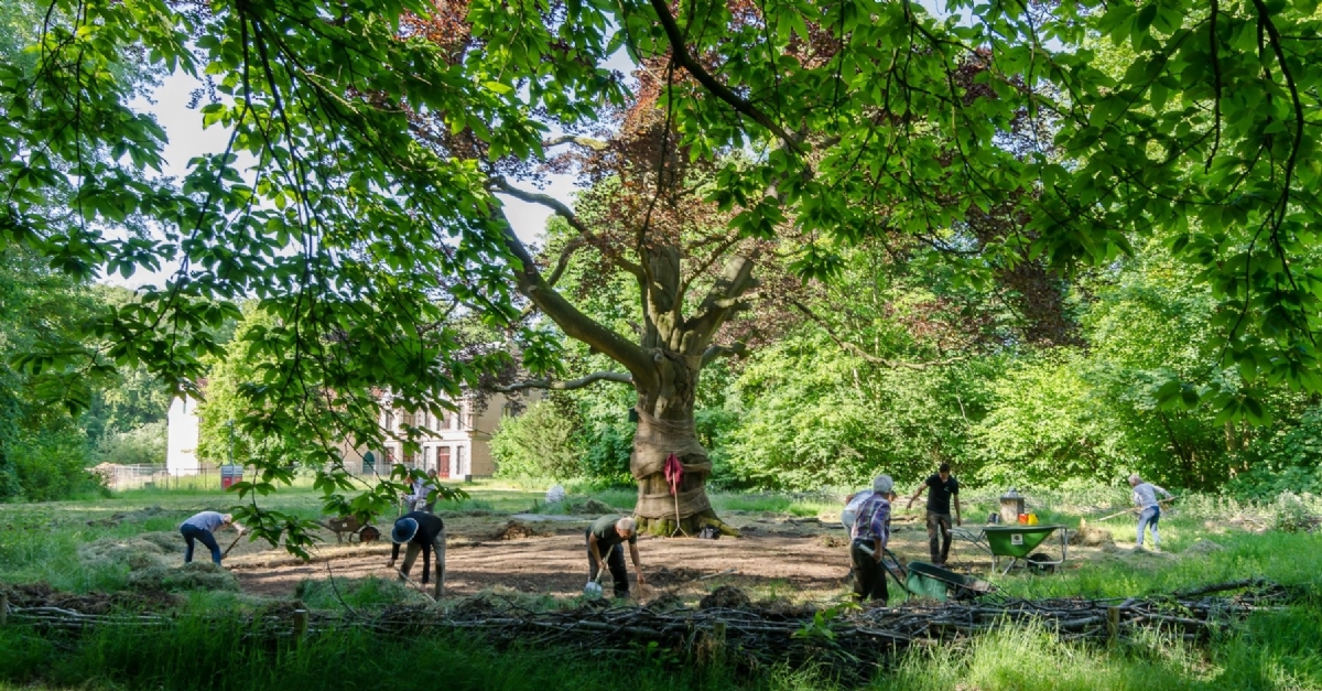 Projectenparade: bijzondere bomen en bijzondere boomprojecten