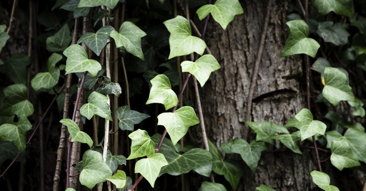 Klimop in bomen: in principe laten zitten!