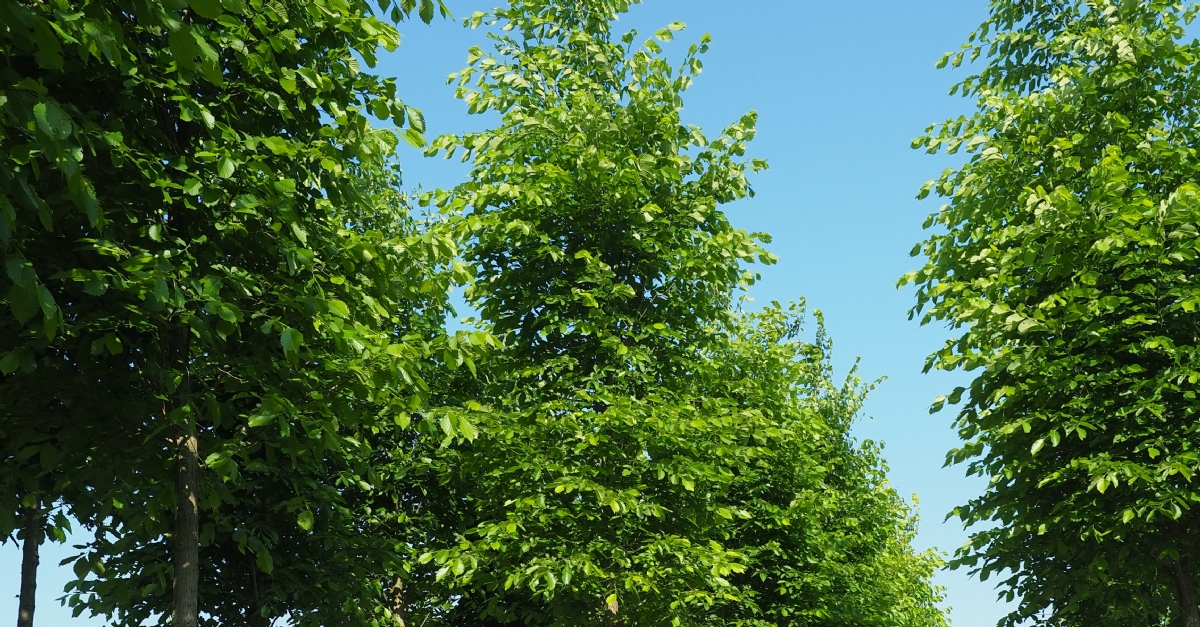 De Ruiter: 'Gemeenten zijn er gelukkig meer mee bezig om te kijken naar ...