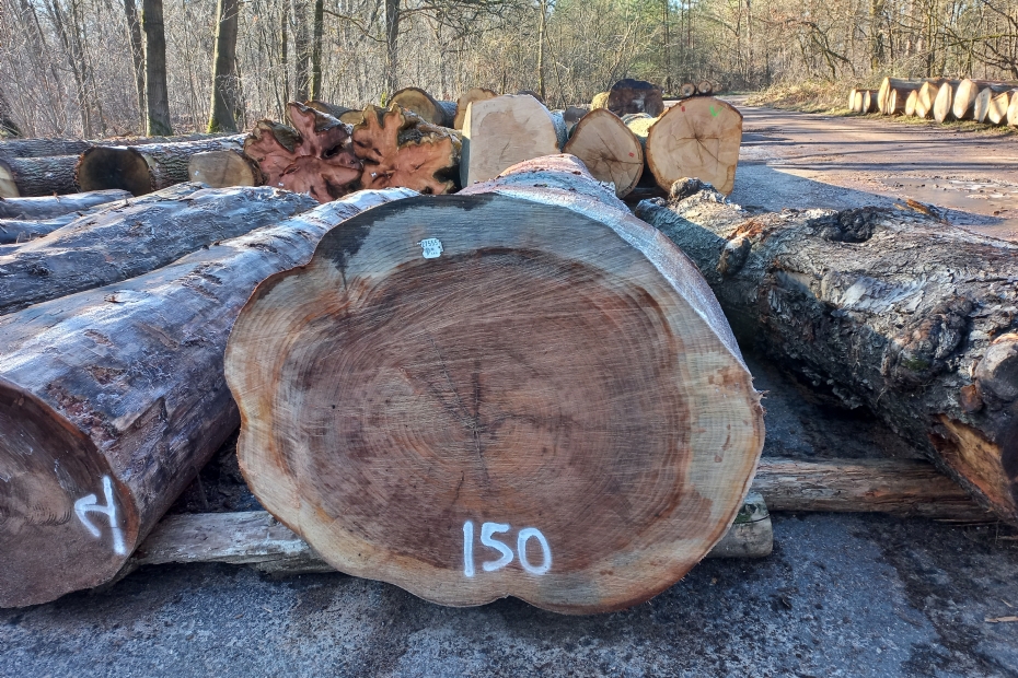 Meetbaar duurzaam hout steeds belangrijker als grondstof voor bouw