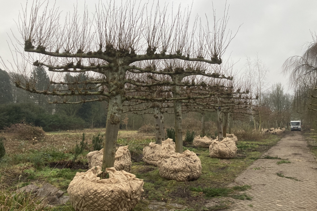 50 jaar oude leilindes van hoveniersopleiding Frederiksoord gered