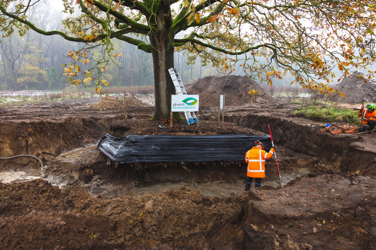Gefundeerde (boom)keuzes maak je op basis van inzicht