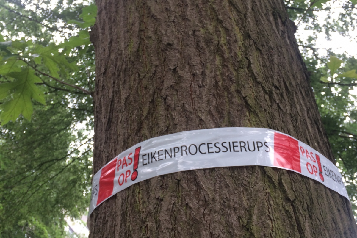 Herzien afvalprotocol voor eikenprocessierups: wat verandert er in 2024?