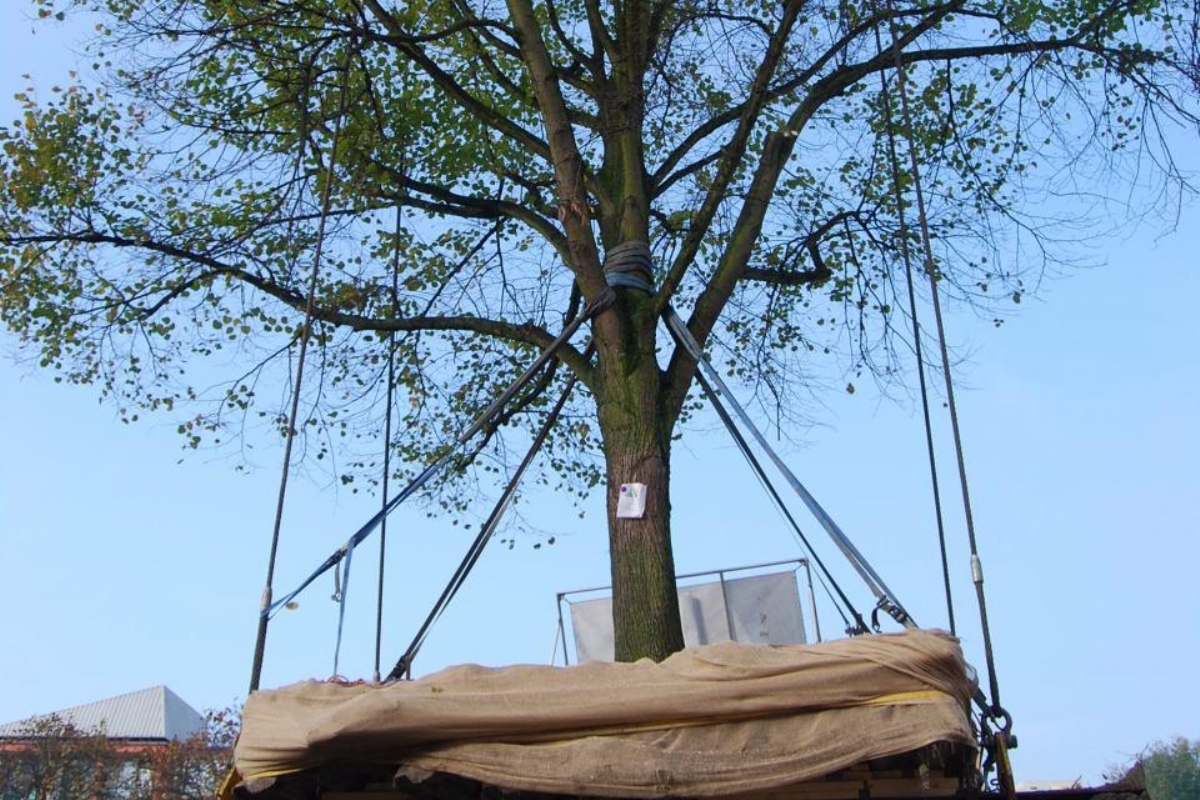 Bomenhub: nieuwe thuisbasis voor ongewenste bomen