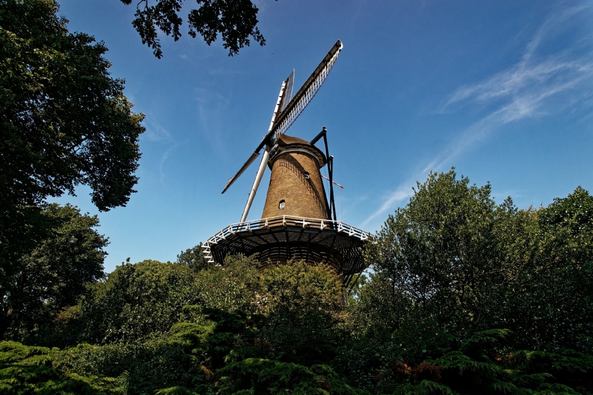 Hoge bomen vangen te veel wind bij Alkmaarse molen