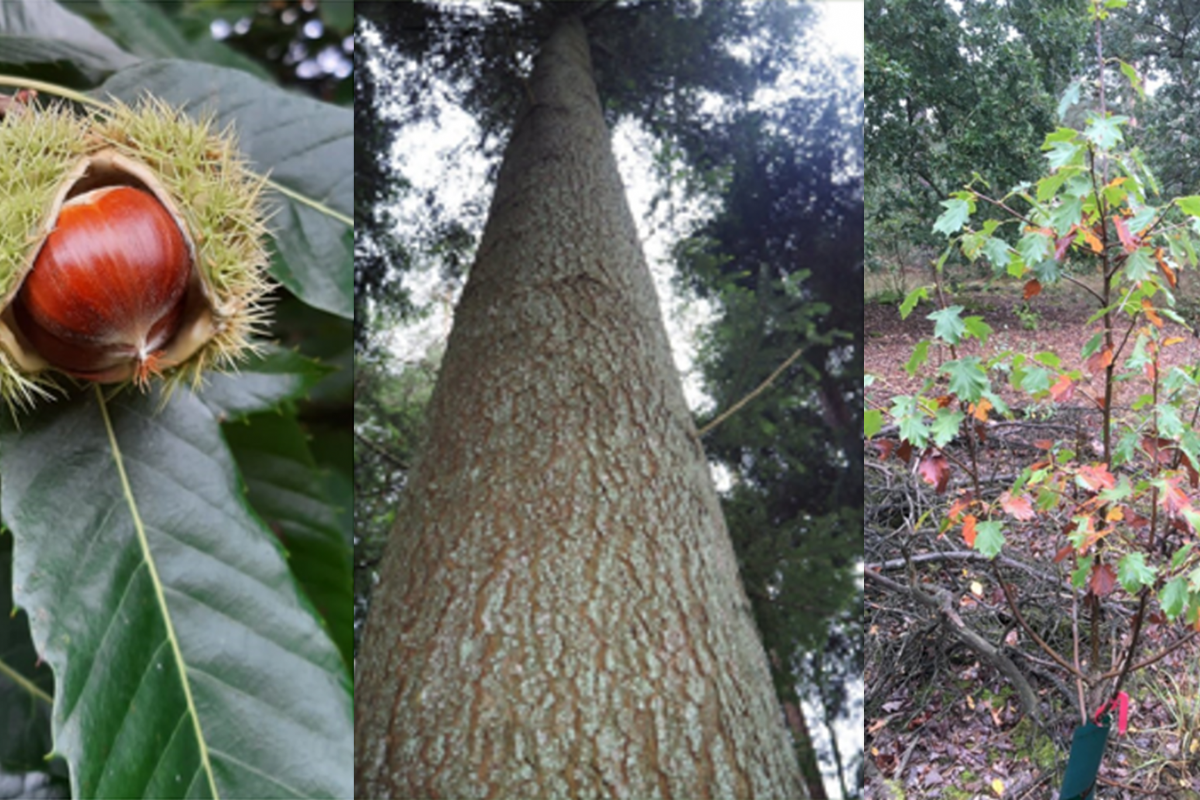 Boomsoorten voor klimaatadaptief bosbeheer