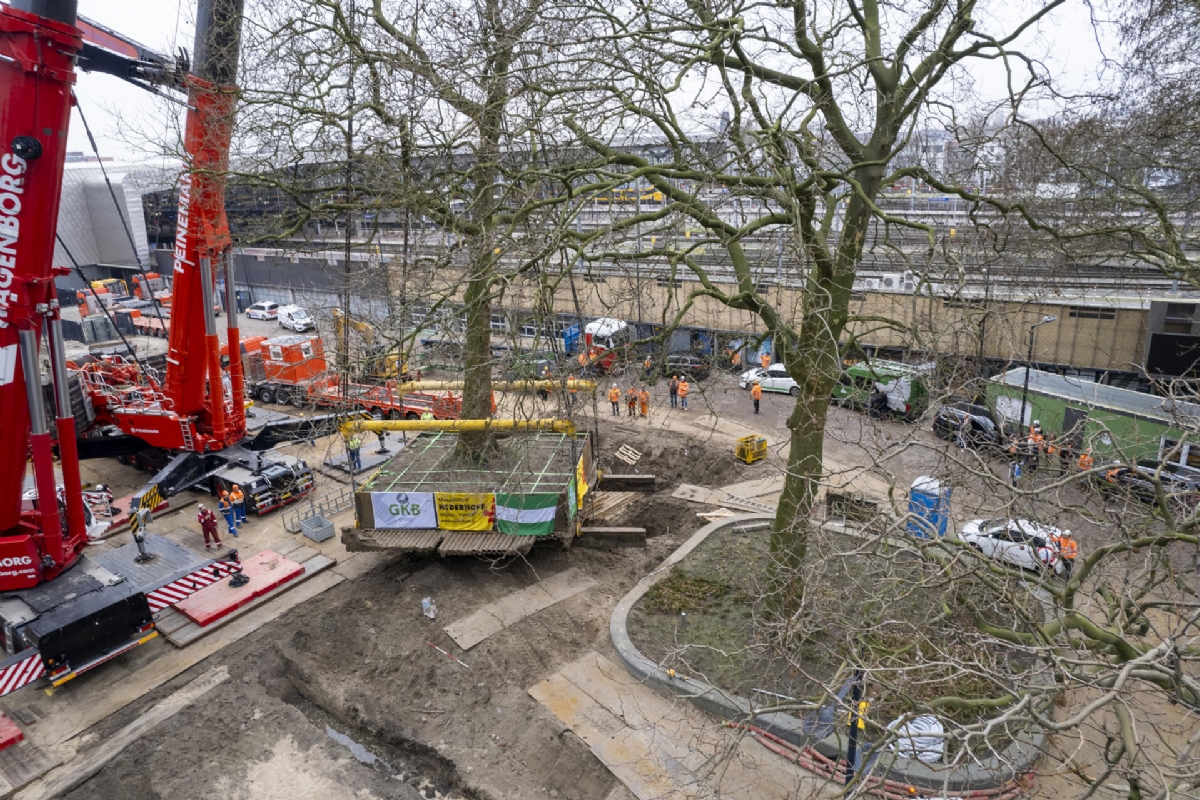 Monumentale plataan verplaatst voor nieuwbouw Tree House in Rotterdam