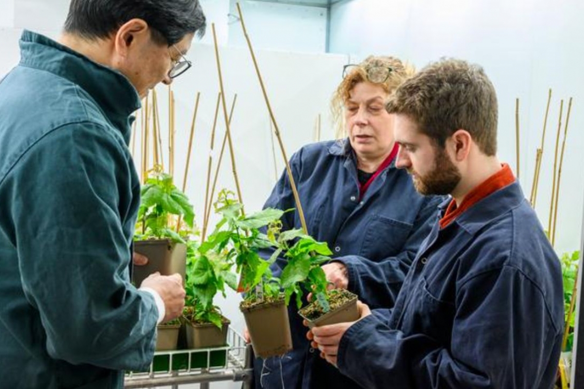 Zweedse onderzoekers sturen groeicyclus populier via biologische klok