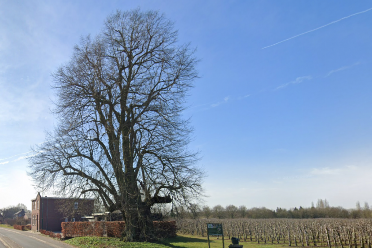 In Brabant maken de wegen plek voor de bomen